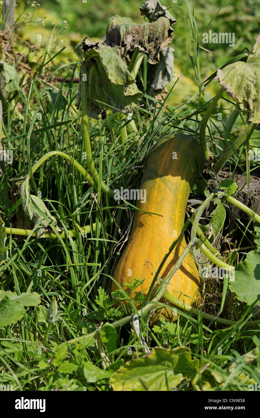 Vertical shot of ripe marrow on the bush on a bed in the garden Stock ...