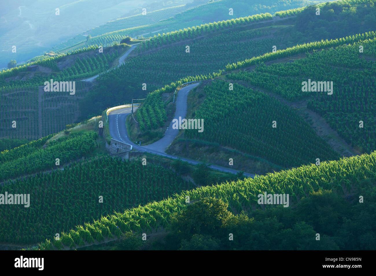 France, Rhone, Ampuis, Cote Rotie AOC vineyard Stock Photo - Alamy