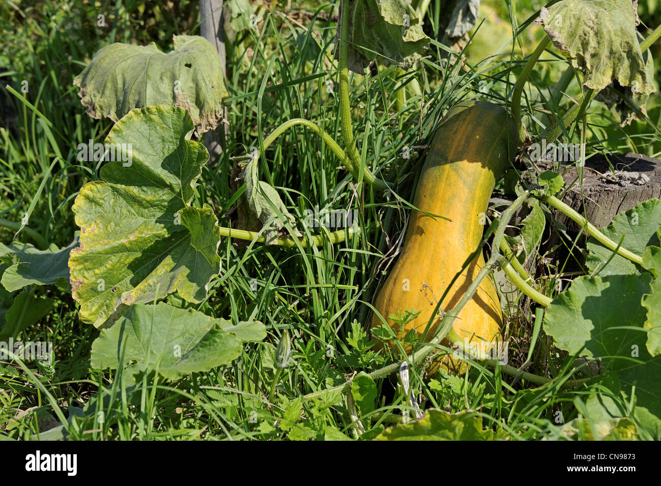 Crop garden leaf leaves food eat pick harvest hi-res stock photography ...