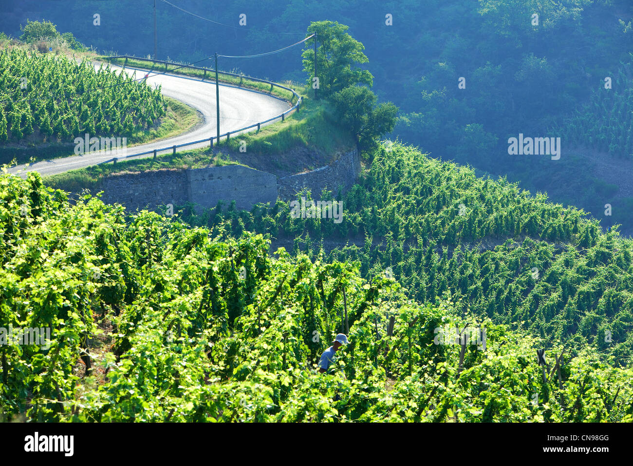 France, Rhone, Ampuis, Cote Rotie AOC vineyard Stock Photo - Alamy