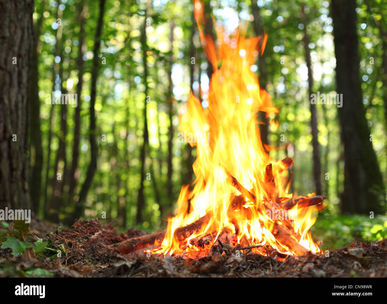 Bonfire in the forest Stock Photo - Alamy