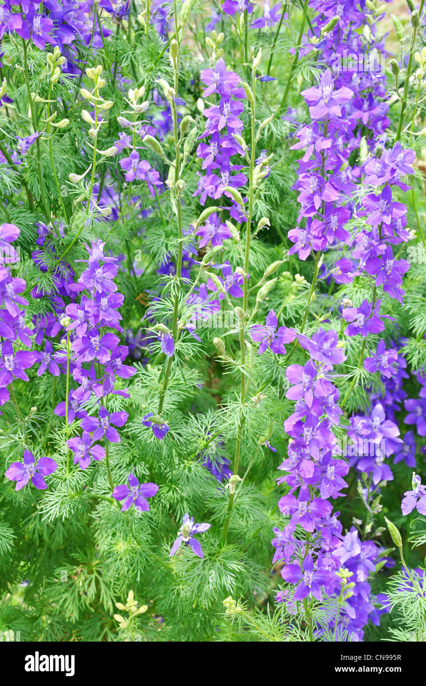 Purple flowers in garden Stock Photo - Alamy