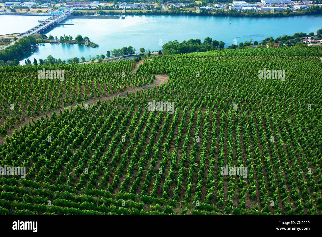 France, Rhone, Ampuis, Cote Rotie AOC vineyards and the Rhone (aerial ...