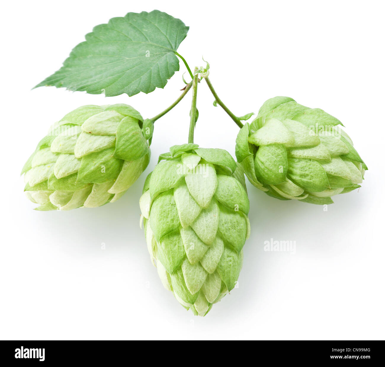 branch of hops on a white background Stock Photo - Alamy