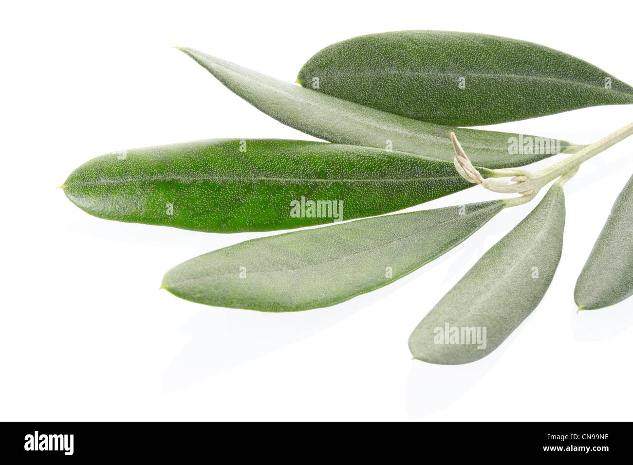 Olive green background studio hi-res stock photography and images - Alamy
