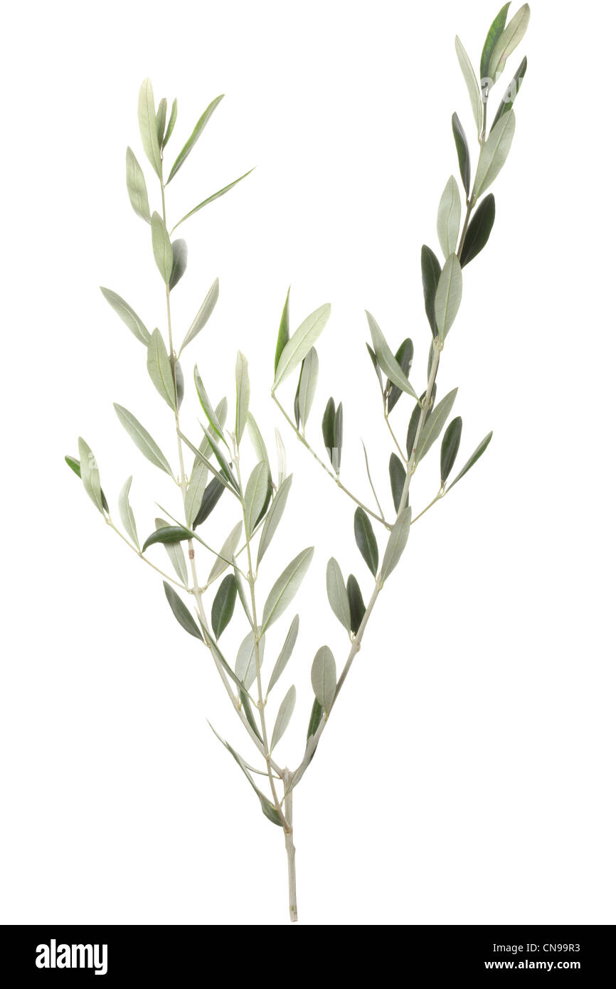 Green olive branch leaves hi-res stock photography and images - Alamy