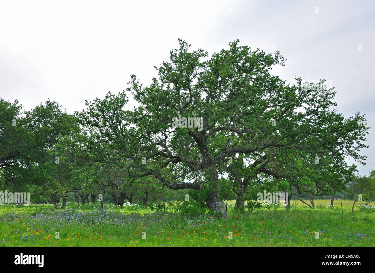 Live oak trees texas hill country hi-res stock photography and images ...