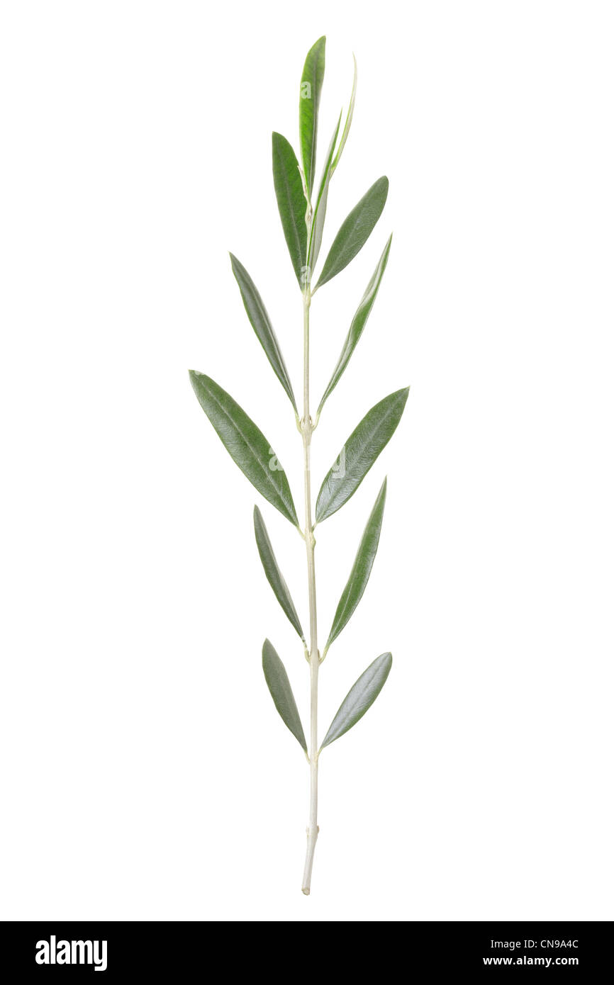 Olive tree cut out Cut Out Stock Images & Pictures - Alamy