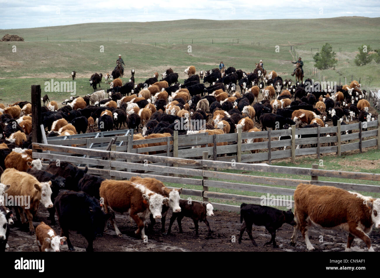 Nebraska ranch cattle hi-res stock photography and images - Alamy