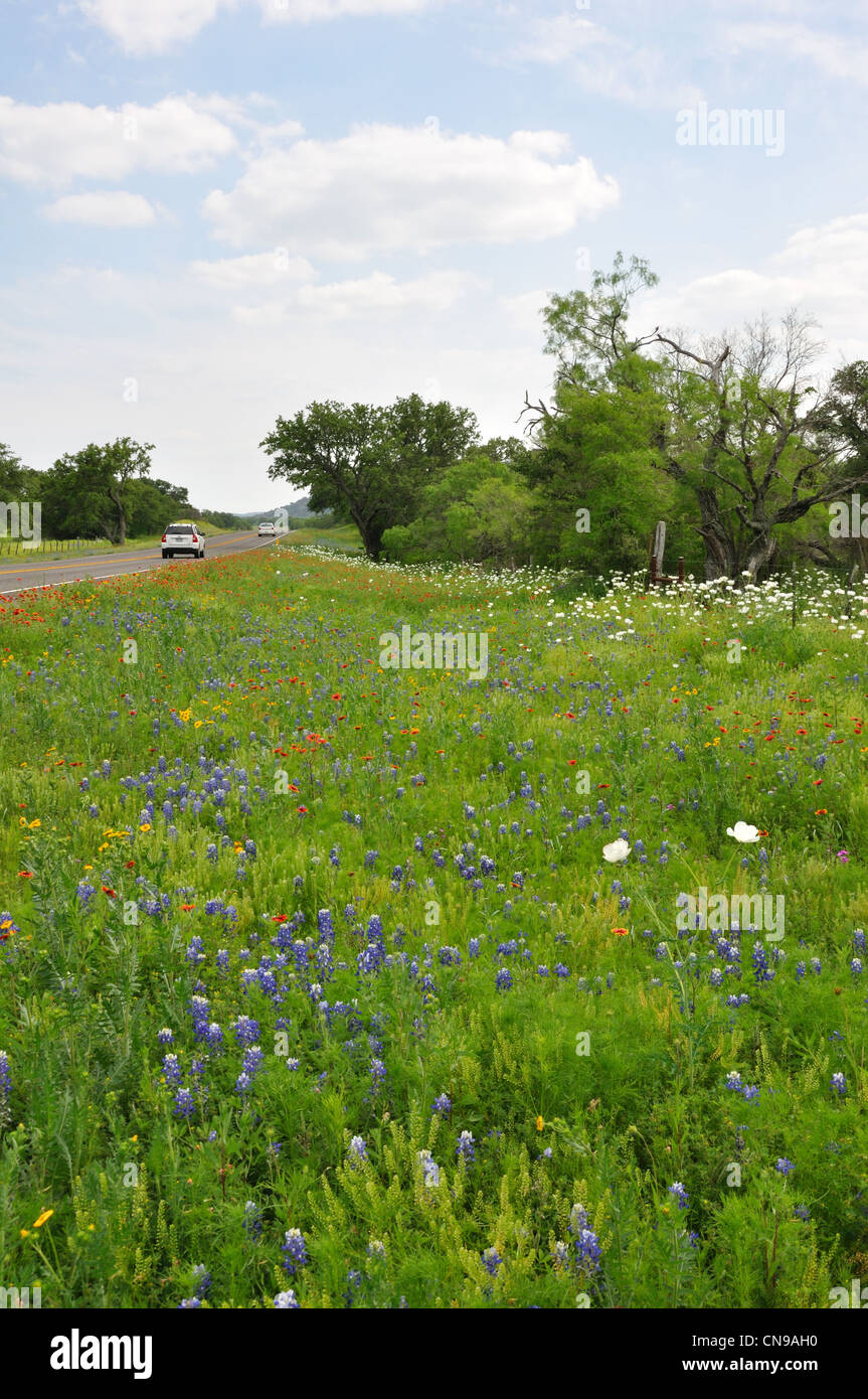 Scenic road and bluebonnets, Texas, USA Stock Photo - Alamy