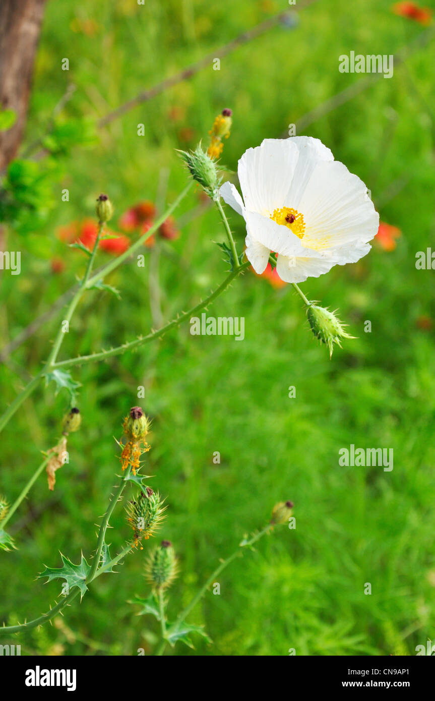 White poppy flower, Texas, USA Stock Photo - Alamy