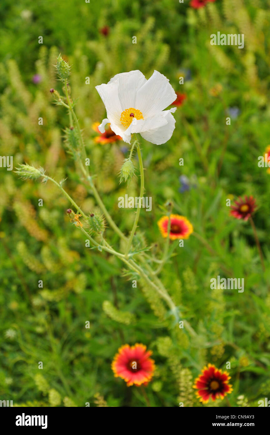 White poppy flower, Texas, USA Stock Photo - Alamy