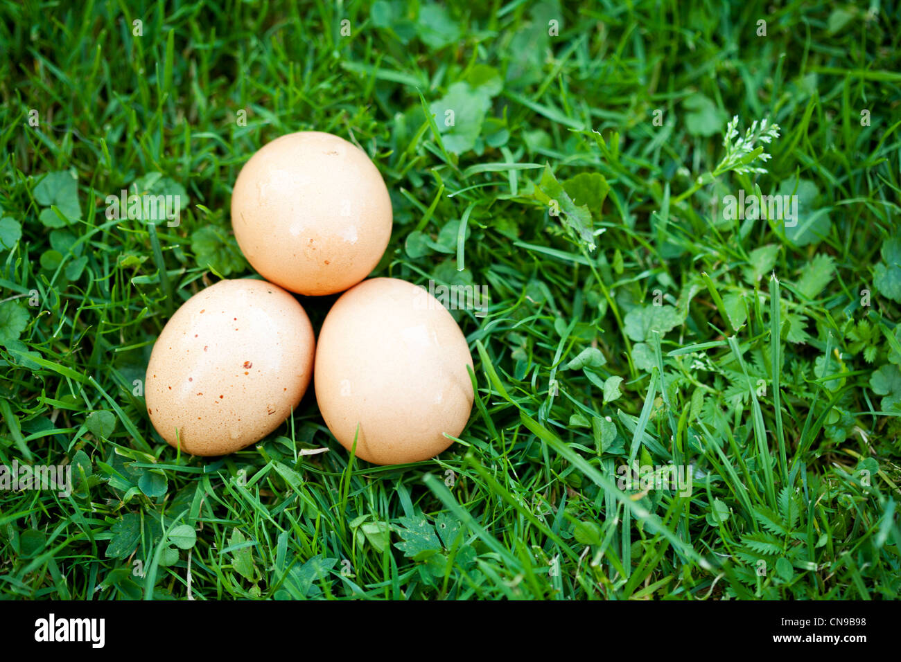 Group of three fresh eggs on grass. Easter symbol Stock Photo - Alamy