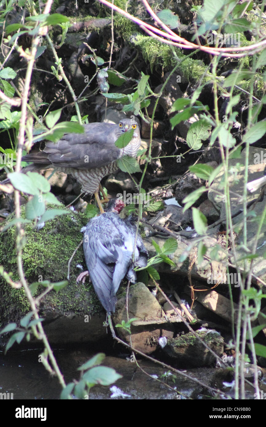Pigeon hawk hi-res stock photography and images - Alamy