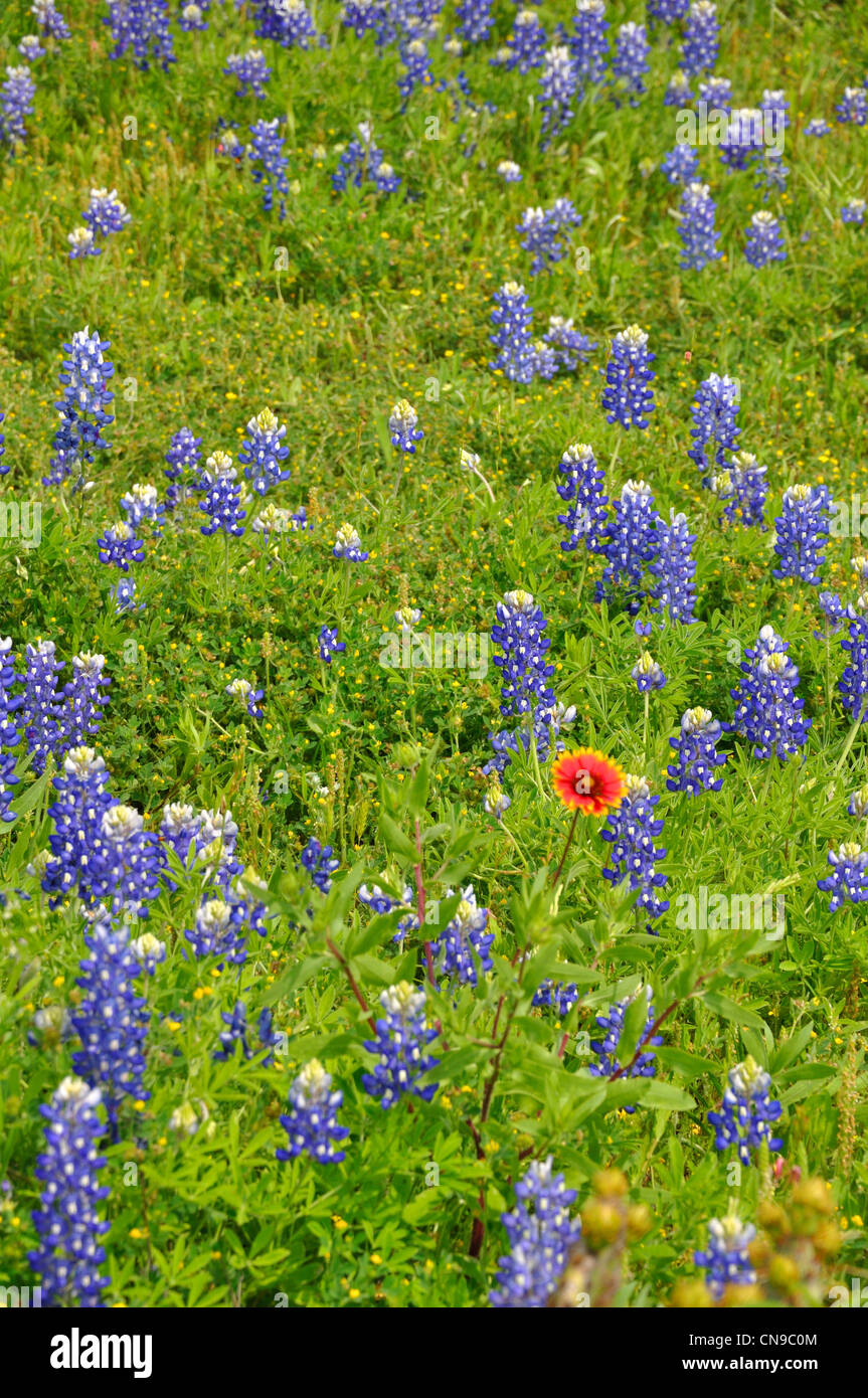 Bluebonnets in Texas, USA Stock Photo - Alamy