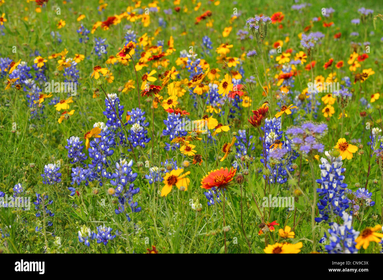 Wild flowers, Texas, USA Stock Photo - Alamy