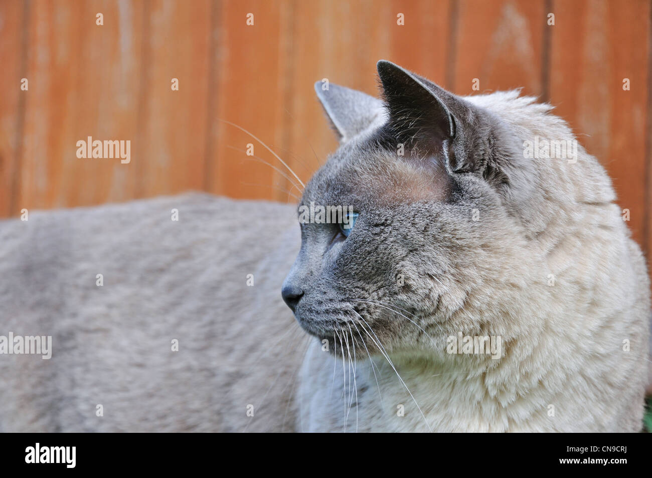 Siamese Bluepoint cat Stock Photo - Alamy