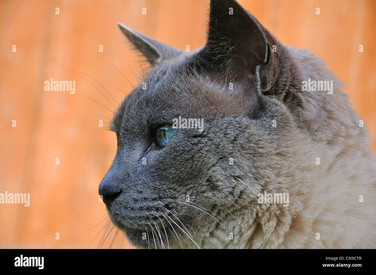 Siamese Bluepoint cat Stock Photo - Alamy