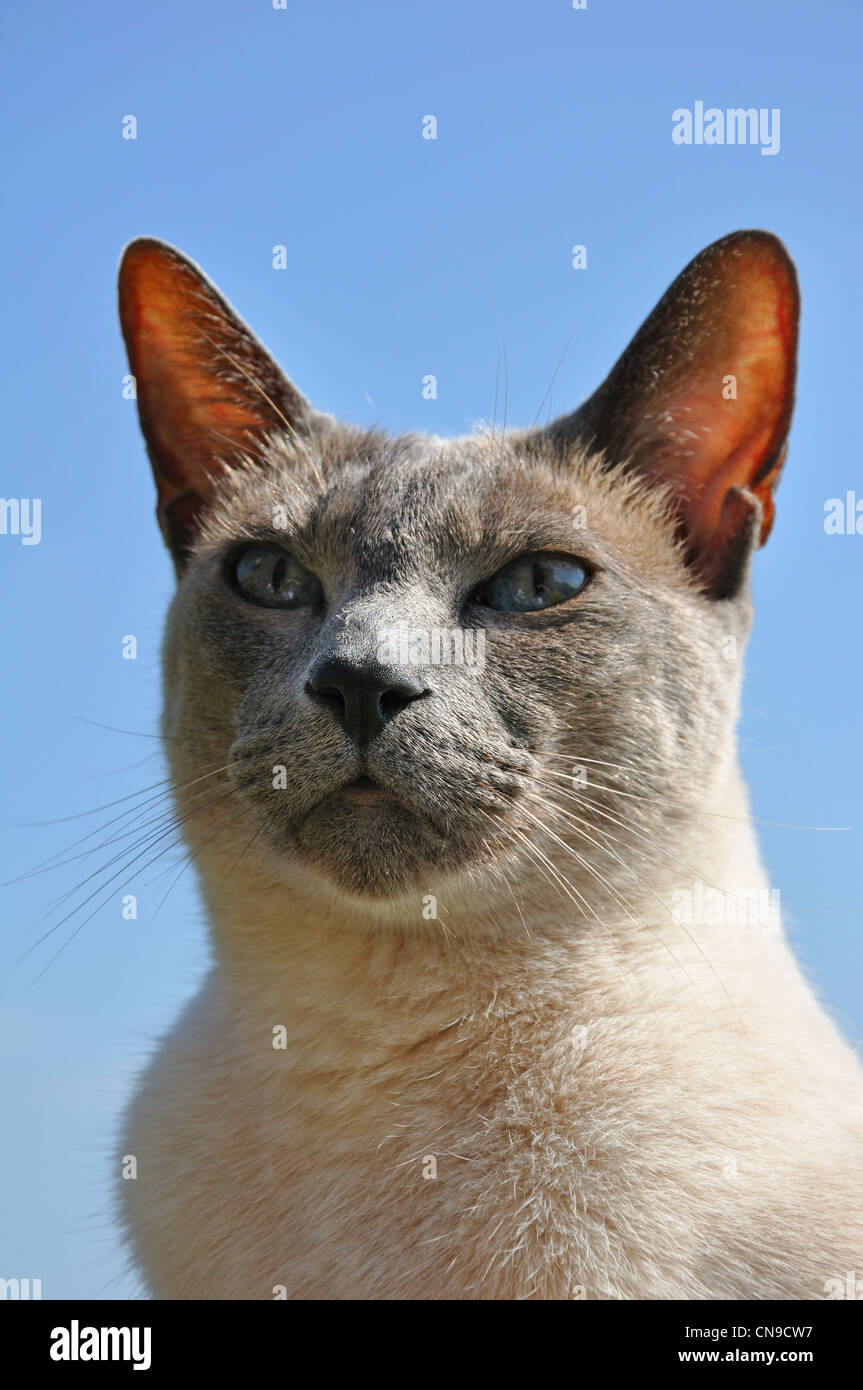 Siamese Blue Point cat Stock Photo - Alamy