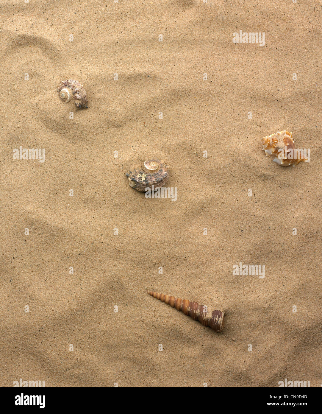 Shells on sand Stock Photo - Alamy