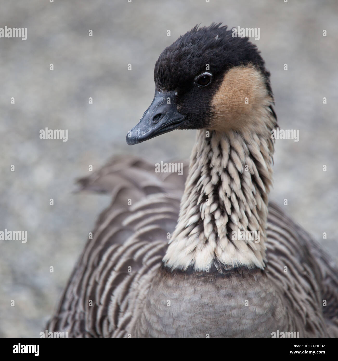 Hawaiian Goose (Branta sandvicensis Stock Photo - Alamy