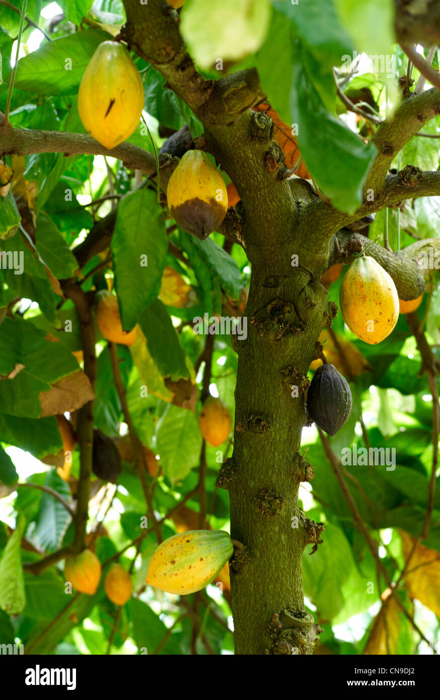 cocoa pods growing on tree in the biome at the eden project in cornwall ...