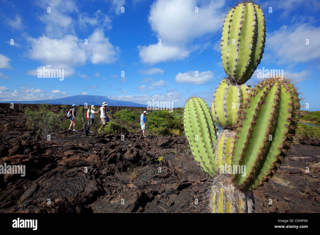 Ecuador, Galapagos Islands, listed as World Heritage by UNESCO, Isabela ...