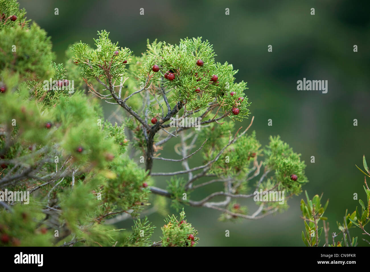 France, Corse du Sud, Domaine de Murtoli, juniper Stock Photo - Alamy