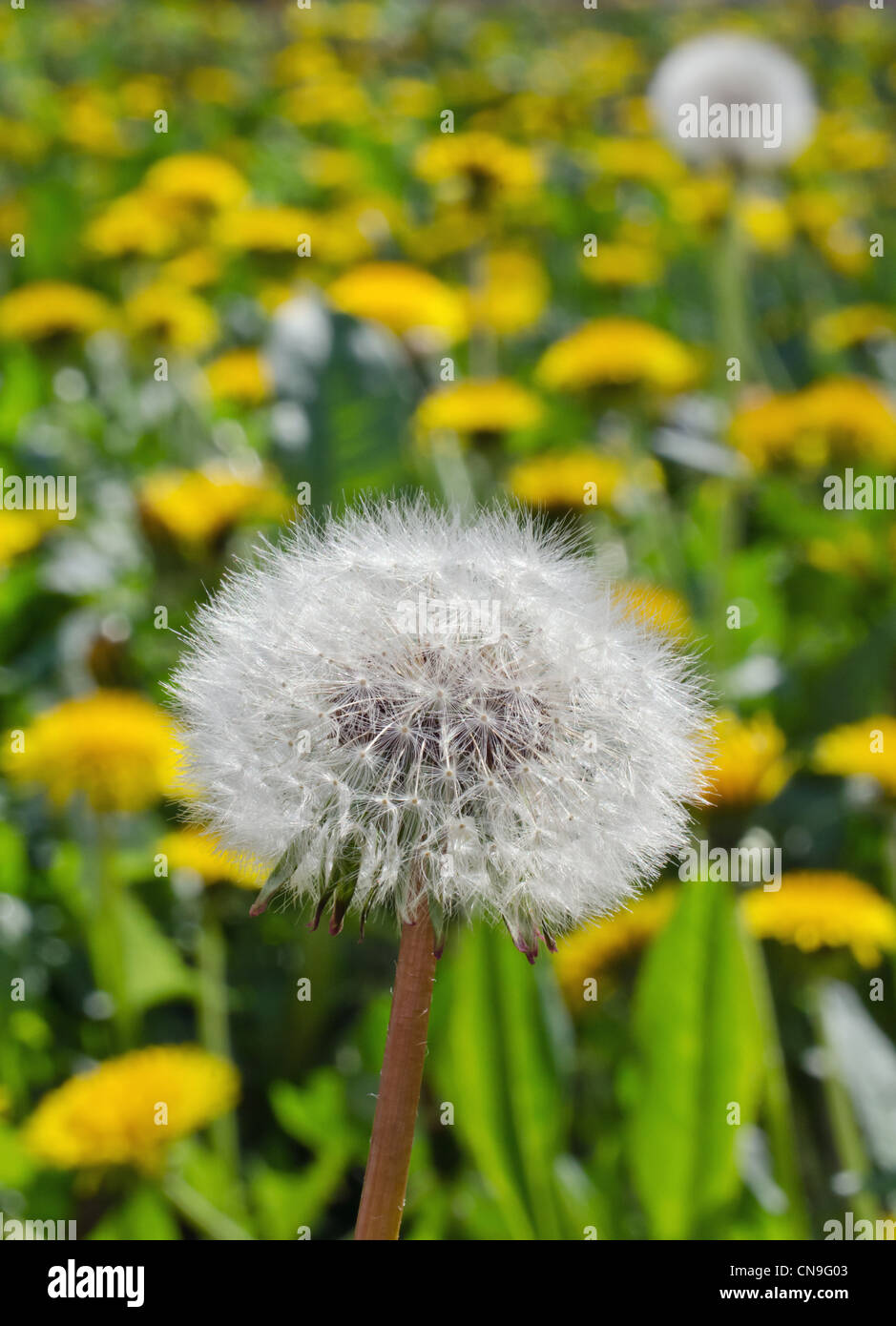 Photograph of natural looking dandelion flower in field, closeup on ...