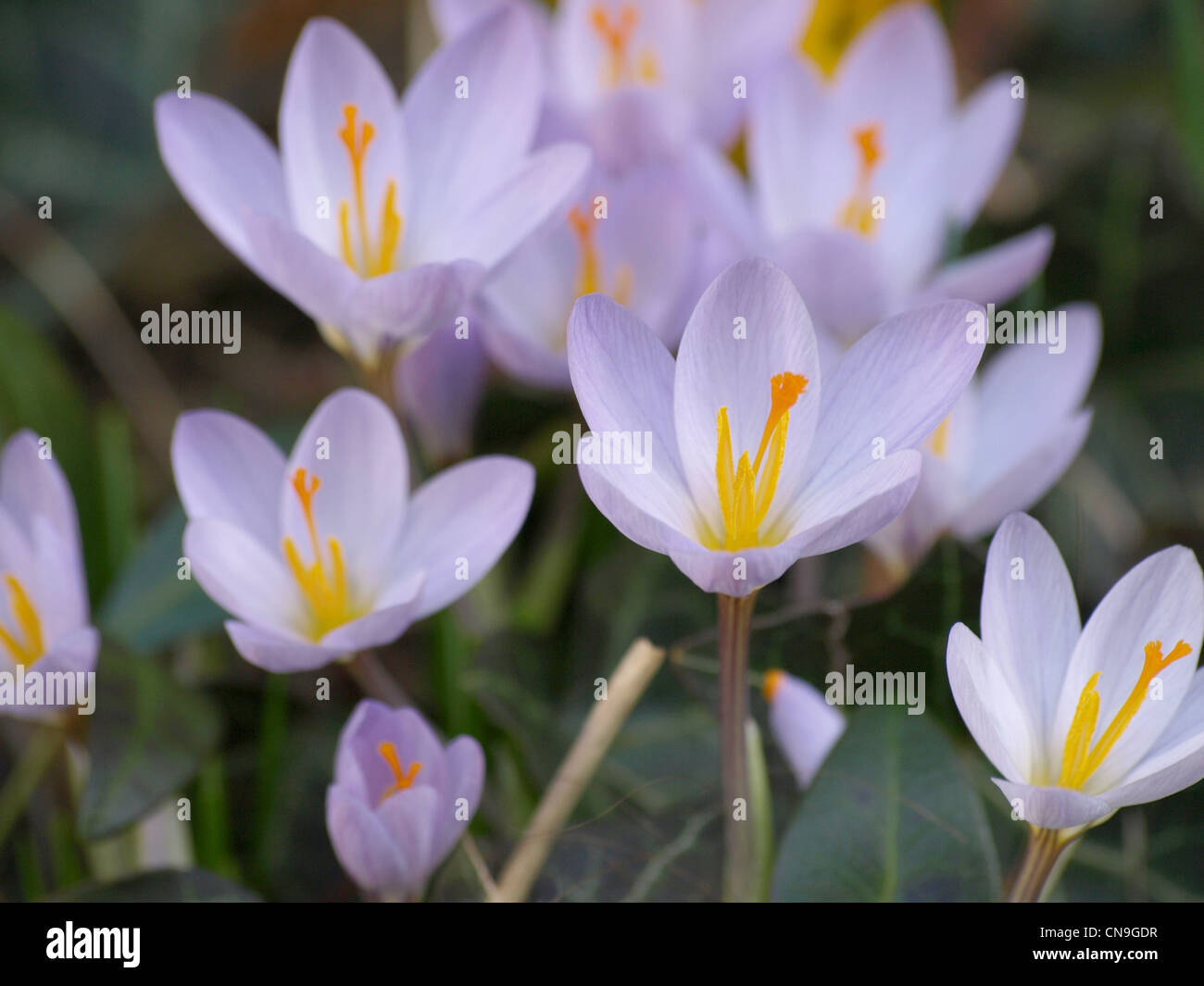 Lila crocus iridaceae hi-res stock photography and images - Alamy