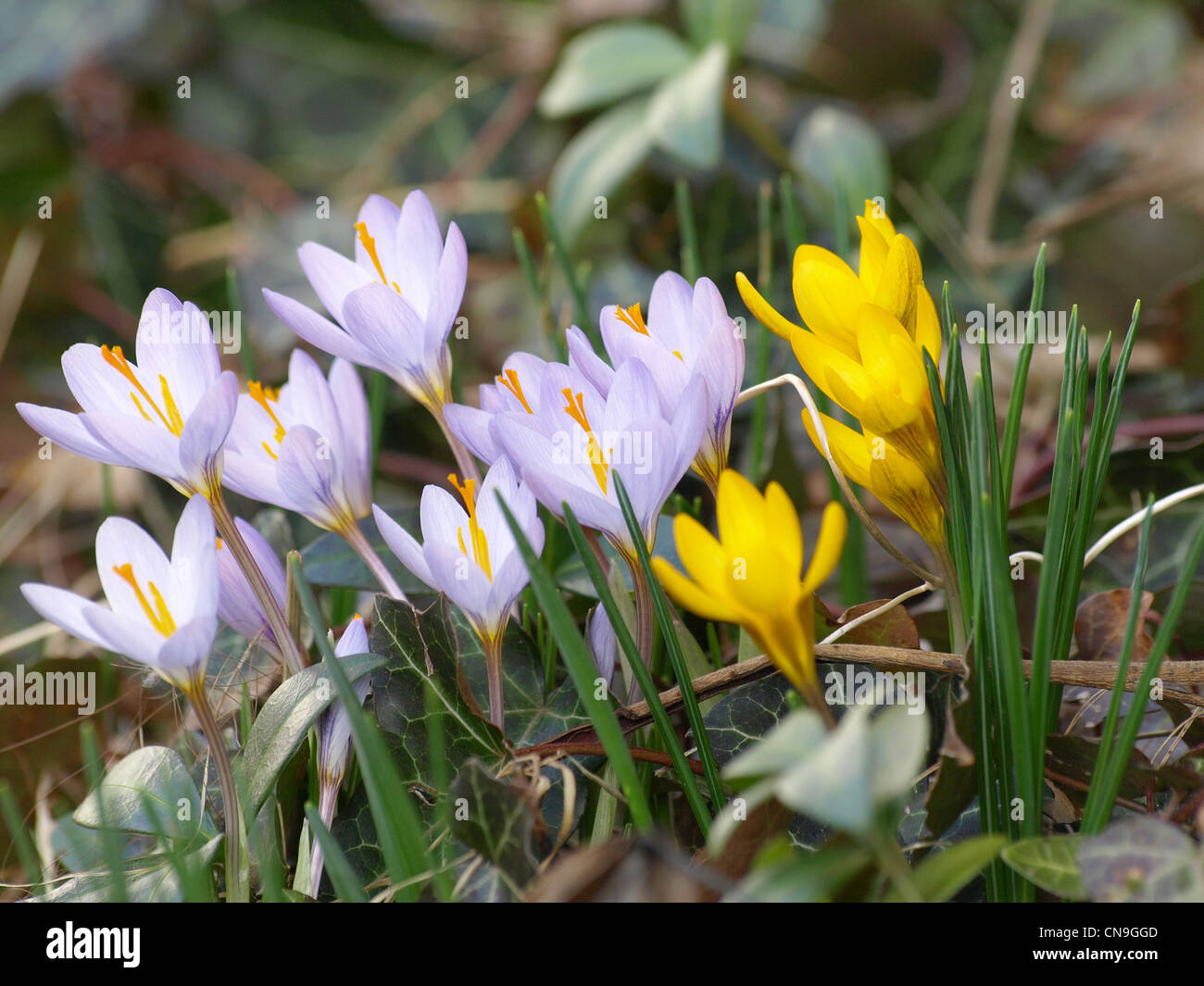 Lila krokusse hi-res stock photography and images - Alamy