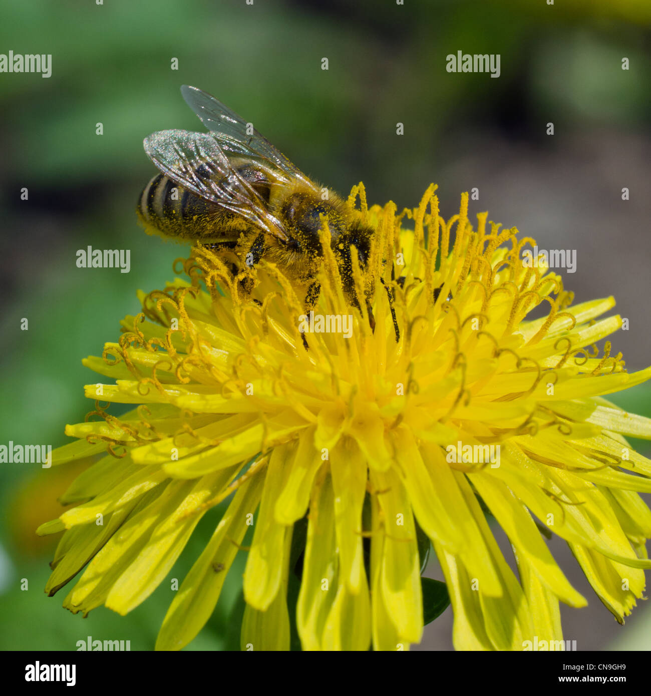 Closeup photograph of dandelion flower with bee harvesting pollen ...