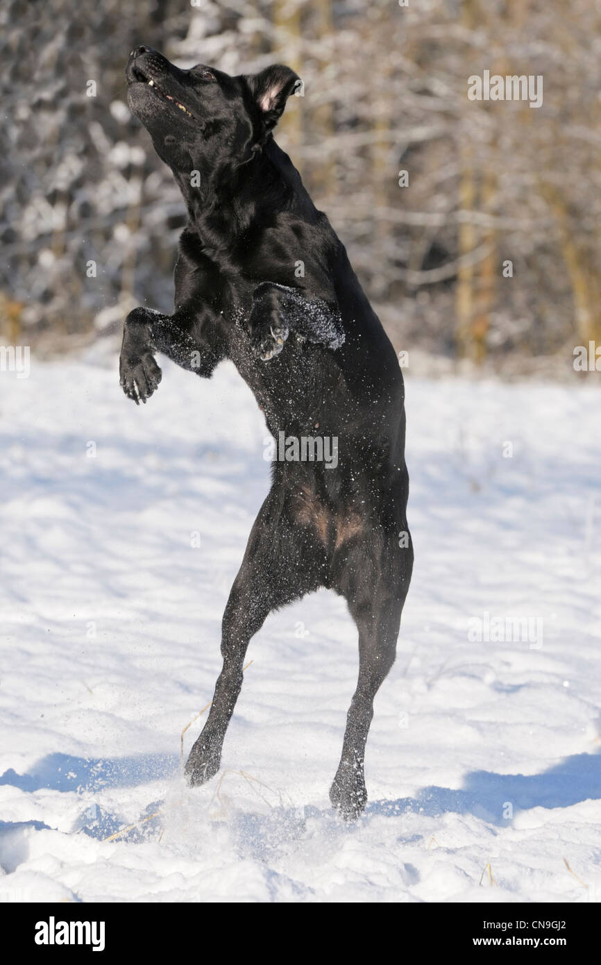 Jumping Labrador dog in winter Stock Photo - Alamy