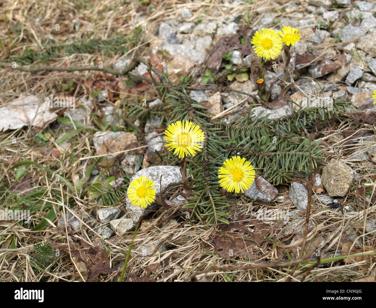 Coltsfoot / Tussilago farfara / Huflattich Stock Photo - Alamy