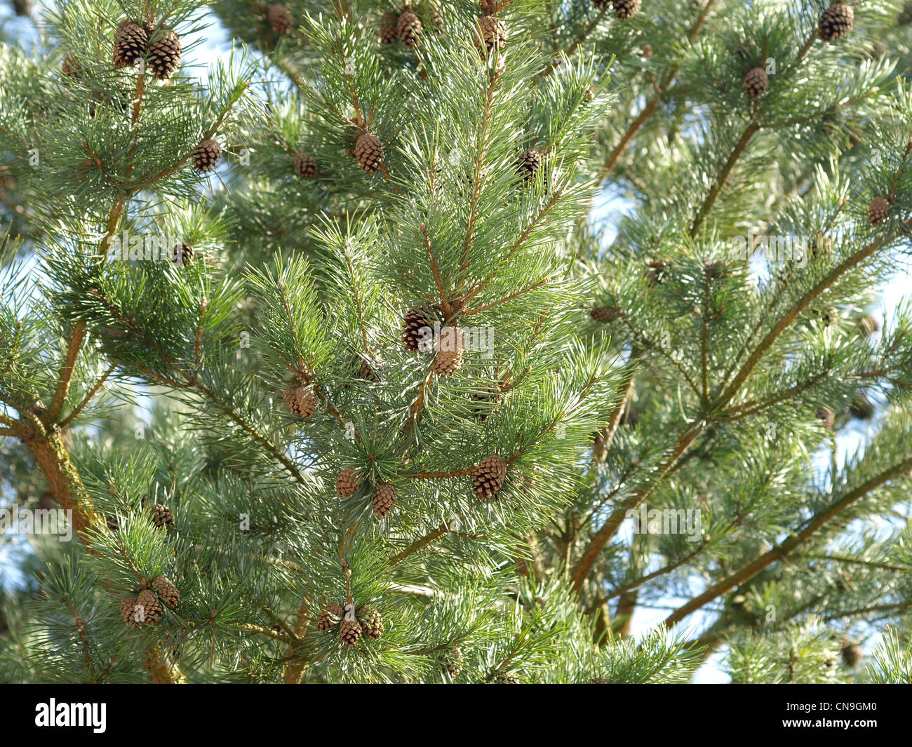 Pine, fir / Pinus / Kiefer Stock Photo - Alamy