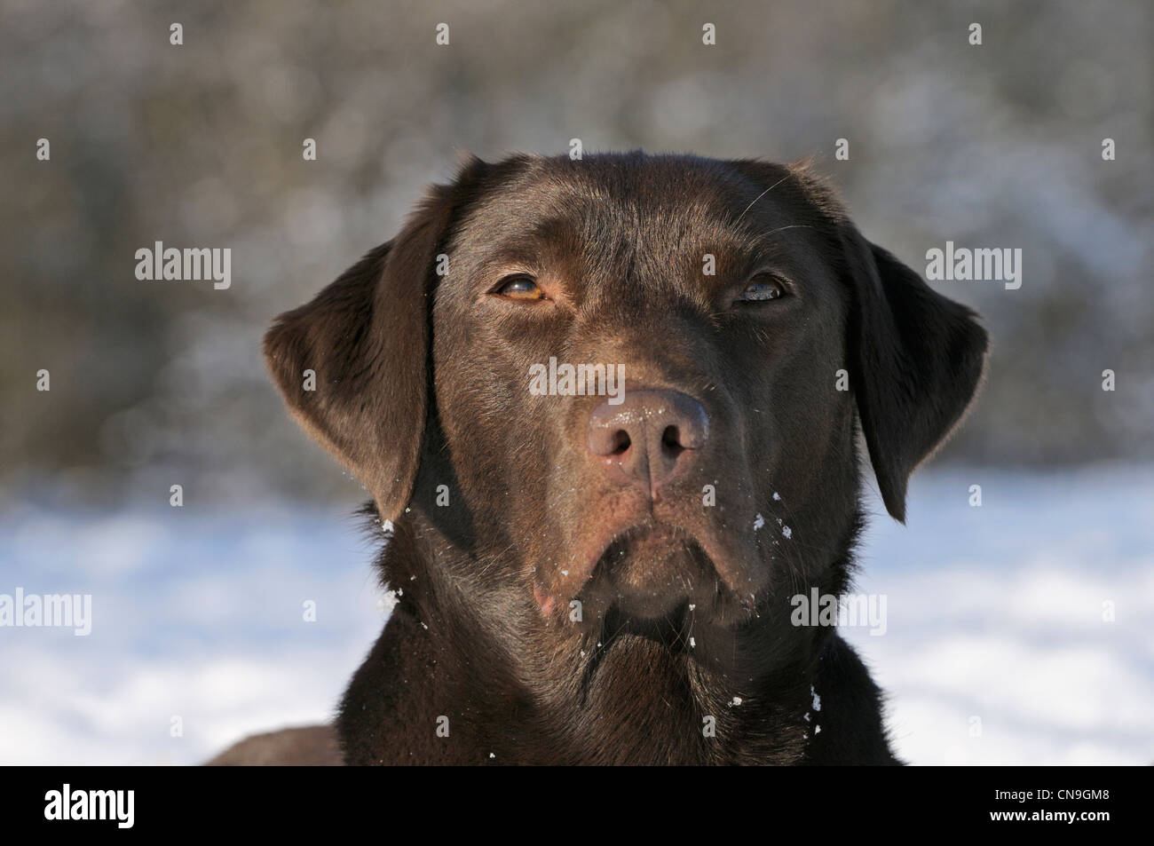 Labrador dog hi-res stock photography and images - Alamy