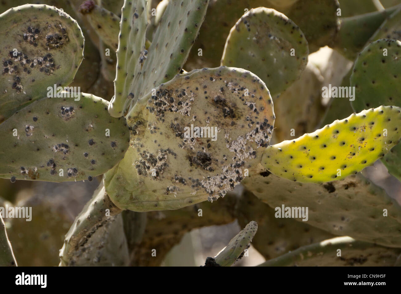 Scale On Prickly Pear Cactus