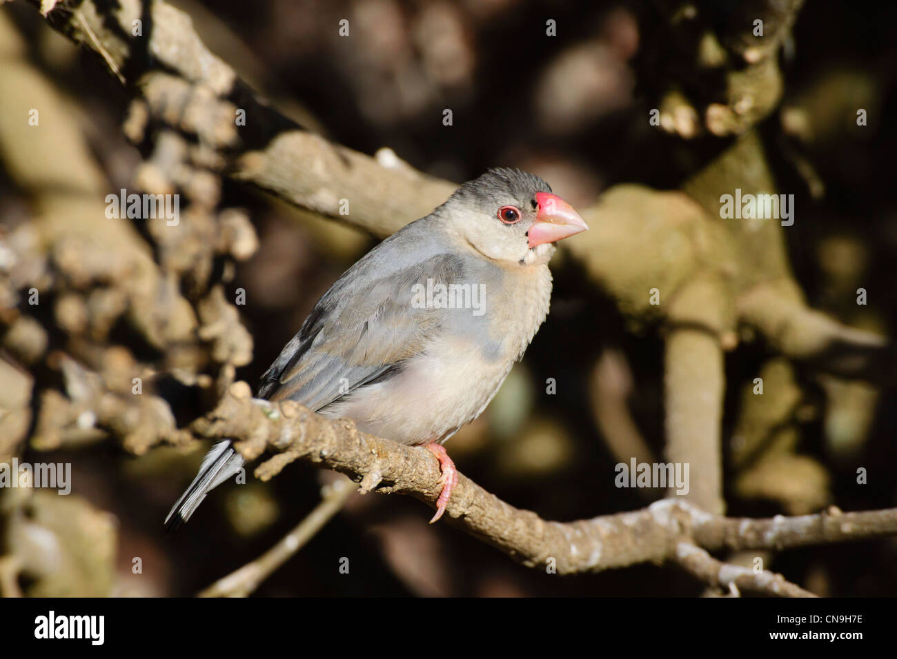 Lanzarote, Canary Islands - Java finch or sparrow Stock Photo - Alamy