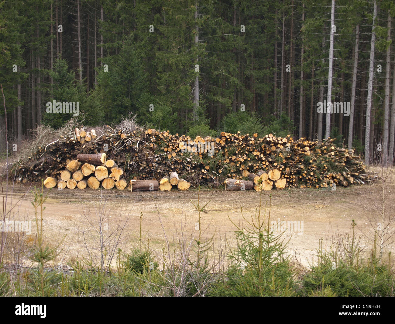 trees after trees fell down on the timber store ready to chaff / Holz ...