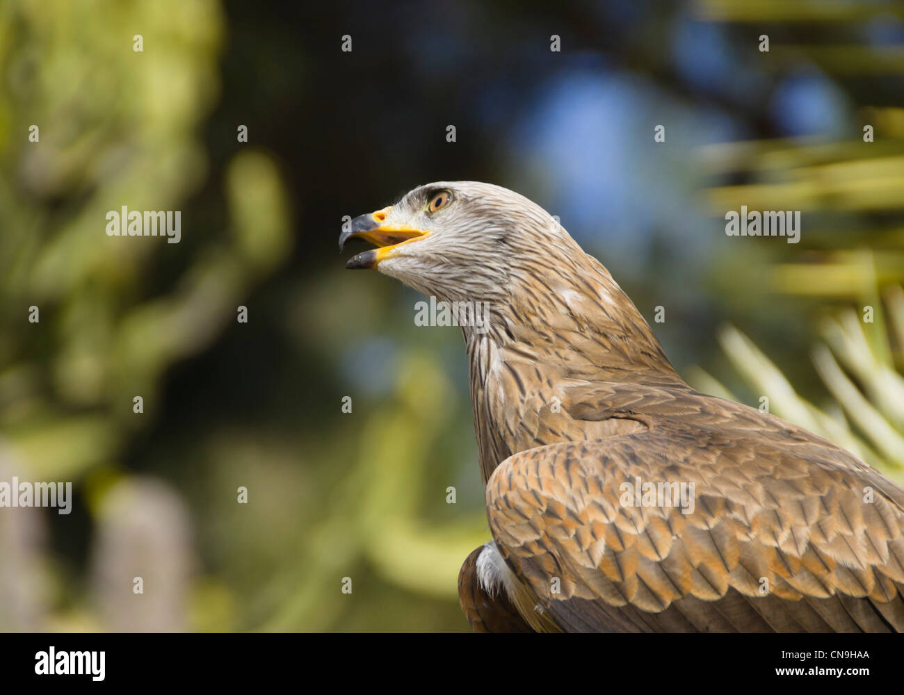 Lanzarote, Canary Islands - Rancho Texas, amusement park and zoo. Birds ...