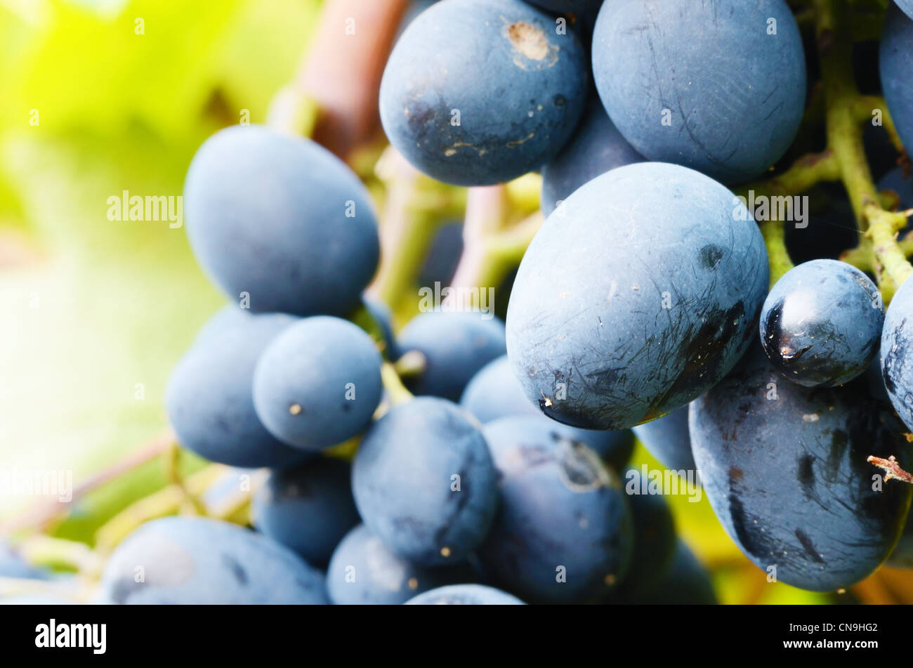 Bunch of blue grapes on vine at sunset time Stock Photo - Alamy