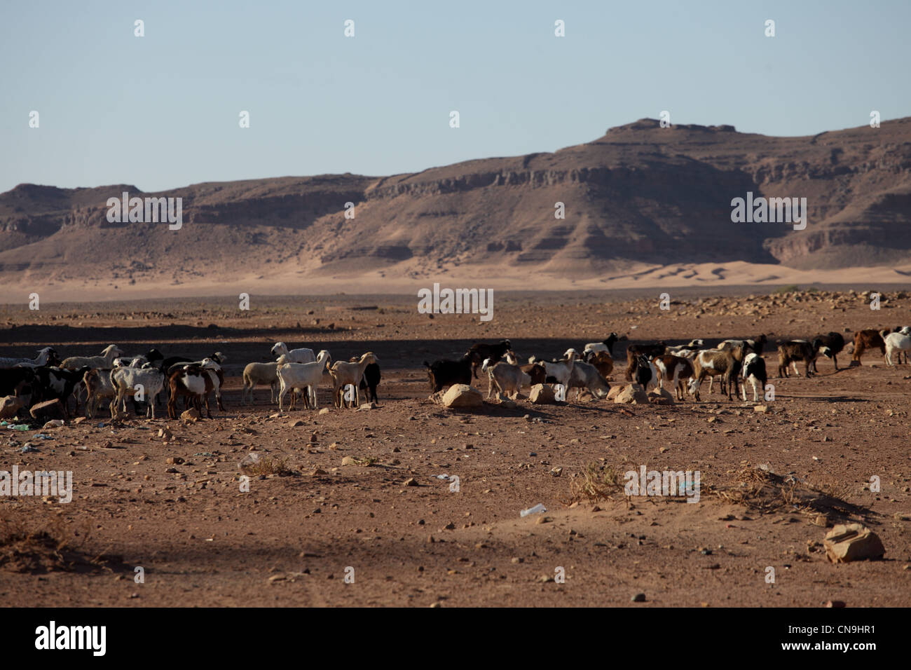 The dry and rocky surface in the Sahara desert in southern Morocco ...