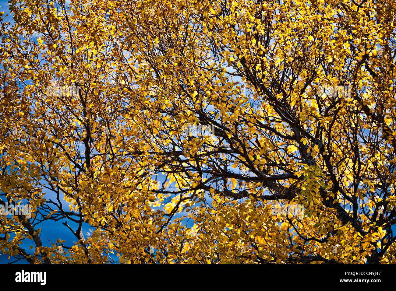 Abstract of birch trees and fall colors hi-res stock photography and ...