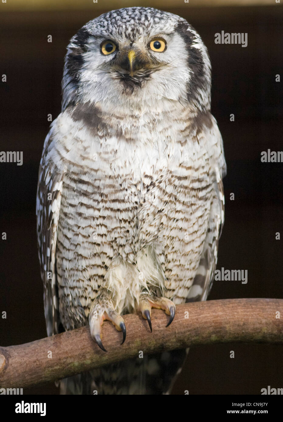 Northern Hawk Owl Stock Photos & Northern Hawk Owl Stock Images - Alamy
