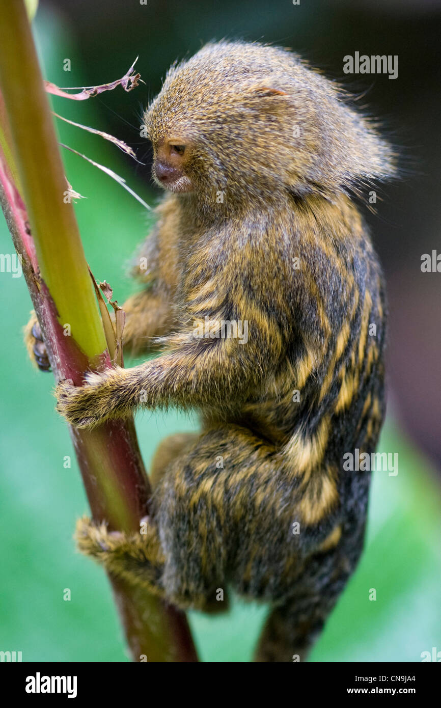 Pygmy Marmoset - Cebuella Stock Photo - Alamy