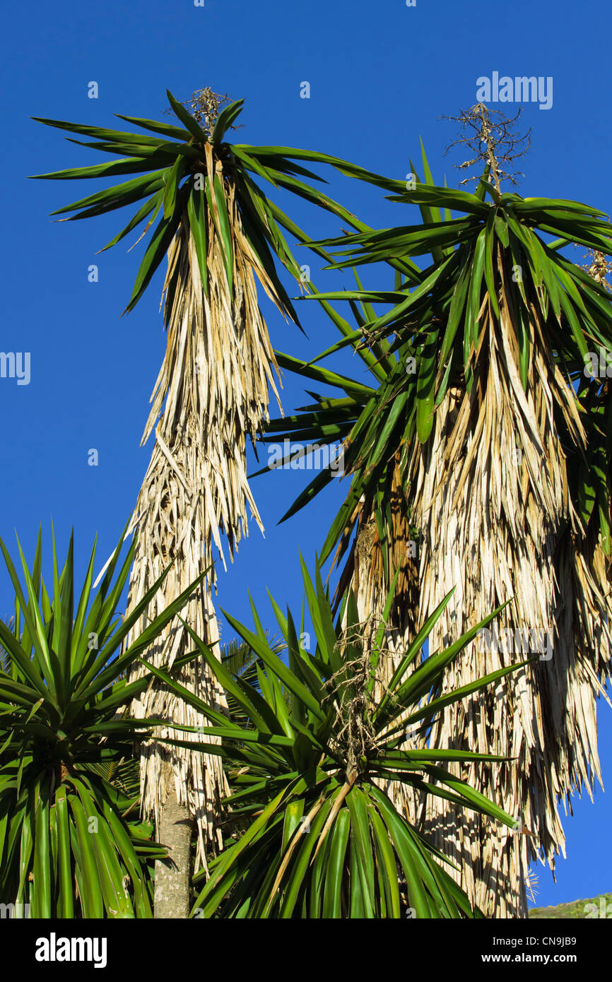 Canary islands palm trees hi-res stock photography and images - Alamy