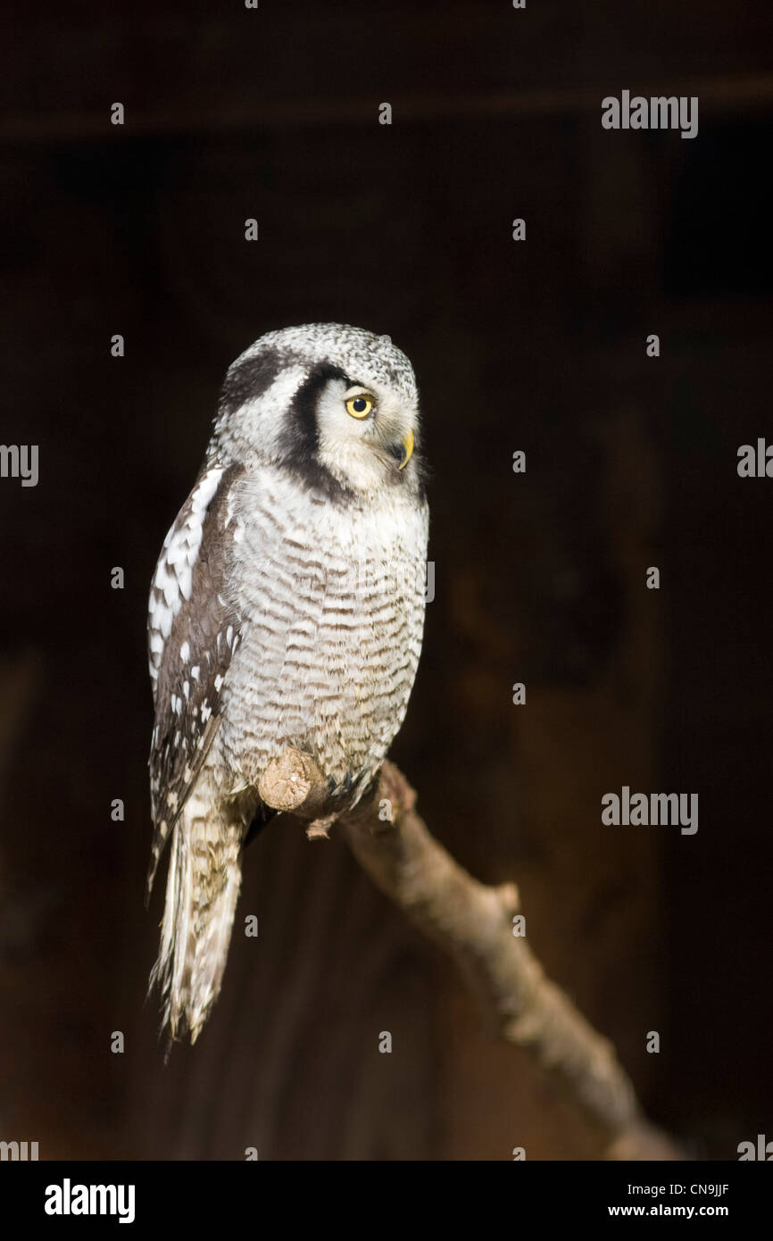Owl owls hi-res stock photography and images - Alamy