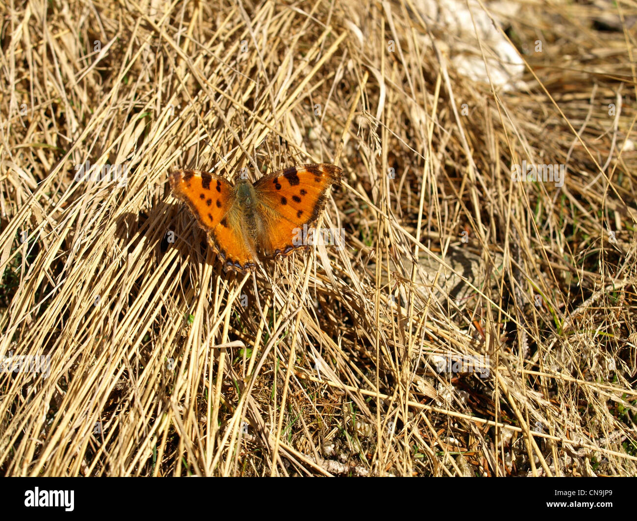 Small Tortoiseshell, butterfly / Aglais urticae / Kleiner Fuchs Stock ...