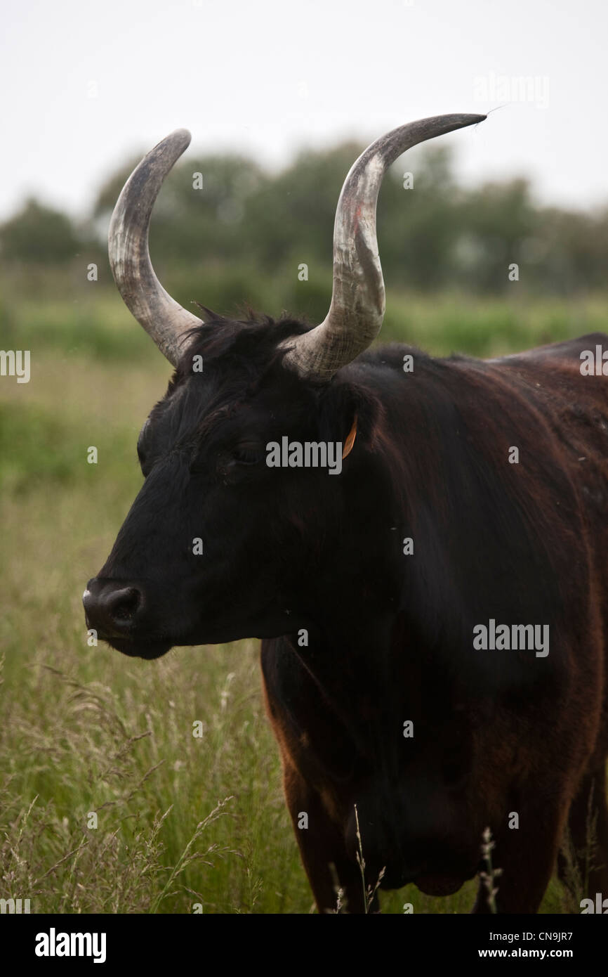 Jingoistic hi-res stock photography and images - Alamy