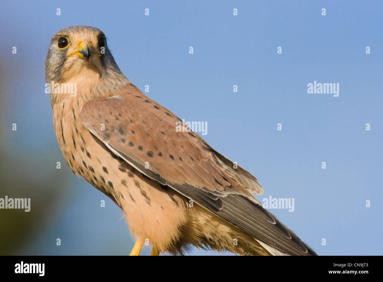 Kestrel Stock Photos & Kestrel Stock Images - Alamy